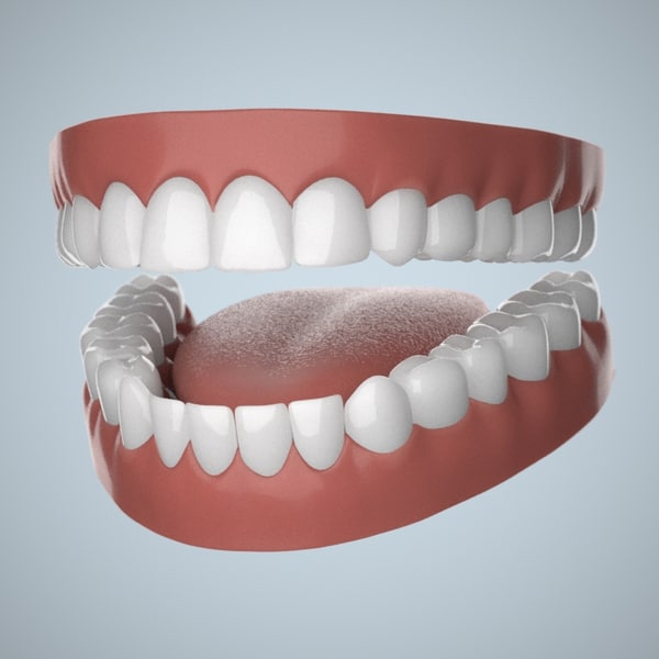 tooth section 3d model