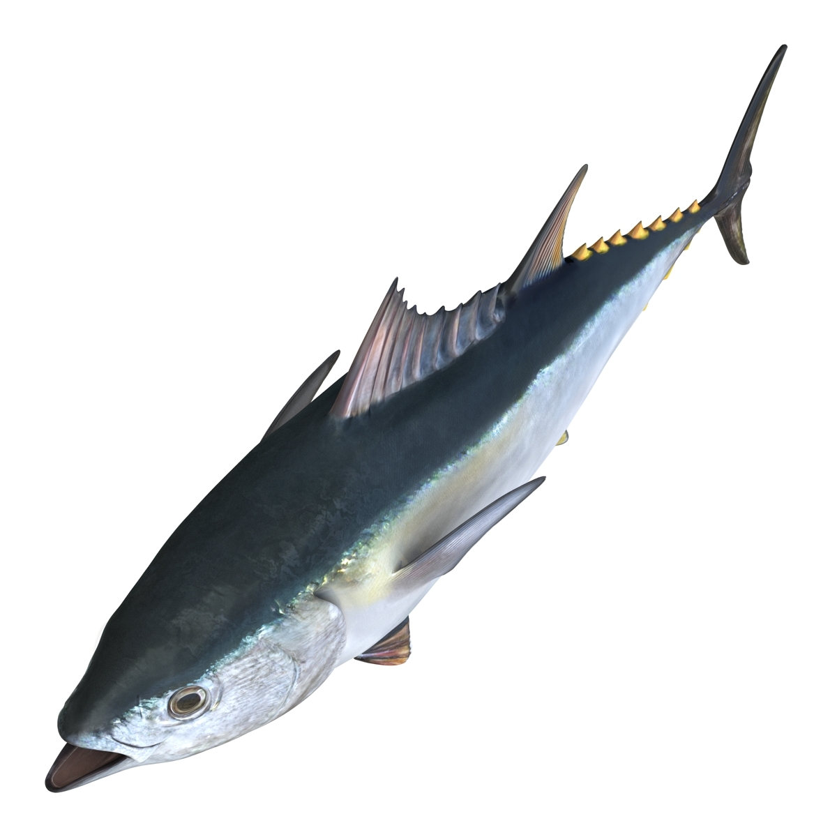 tuna fish 3d model