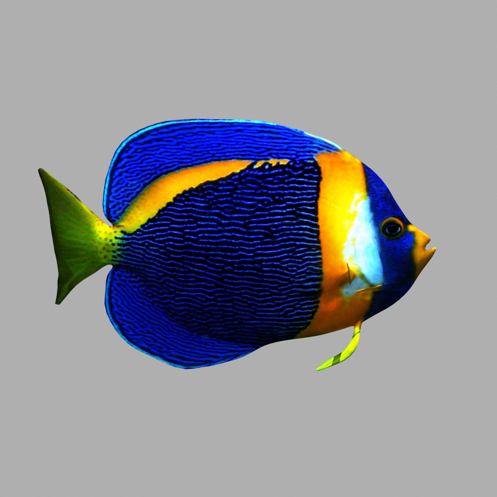 3d model scribbled angelfish realistic animation