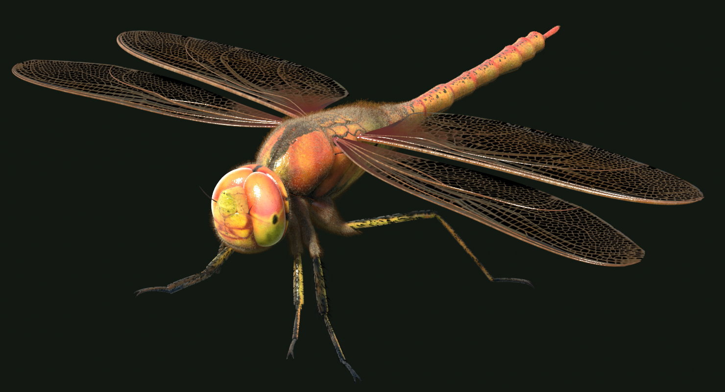 3d model rigged dragonfly