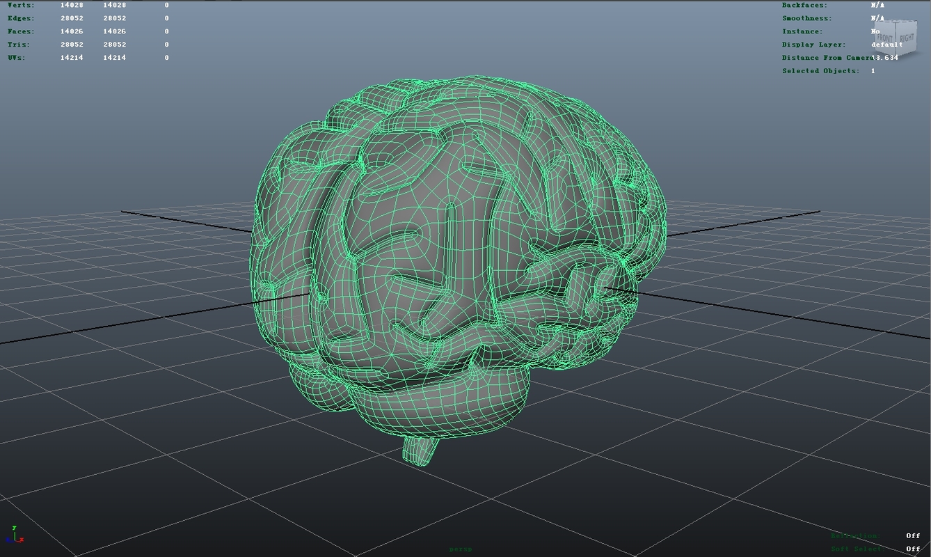 3d model brain