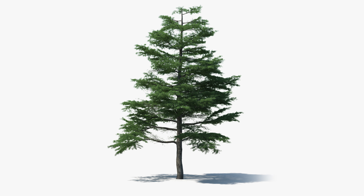 3d scan pine tree