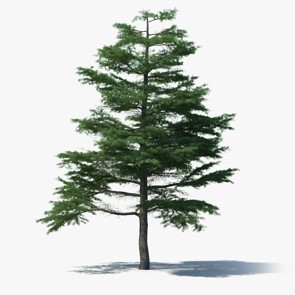 3d model blue atlas cedar cedrus