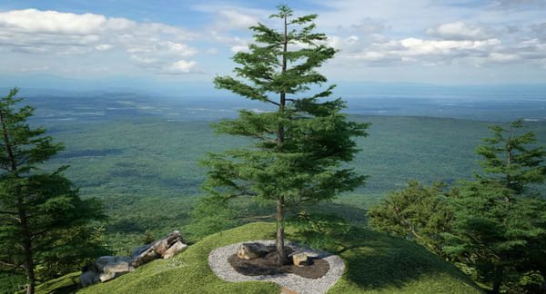 3d scan pine tree