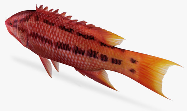 mexican hogfish 3d x