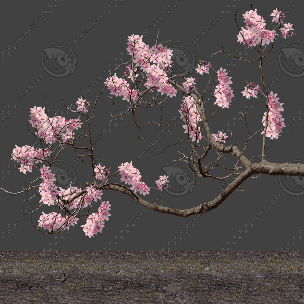 桜3Dモデル - TurboSquid 1030900