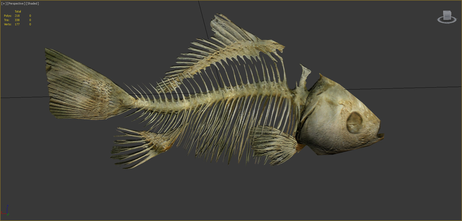 fish skeleton 3d model