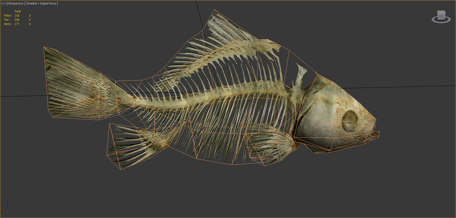 fish skeleton 3d model