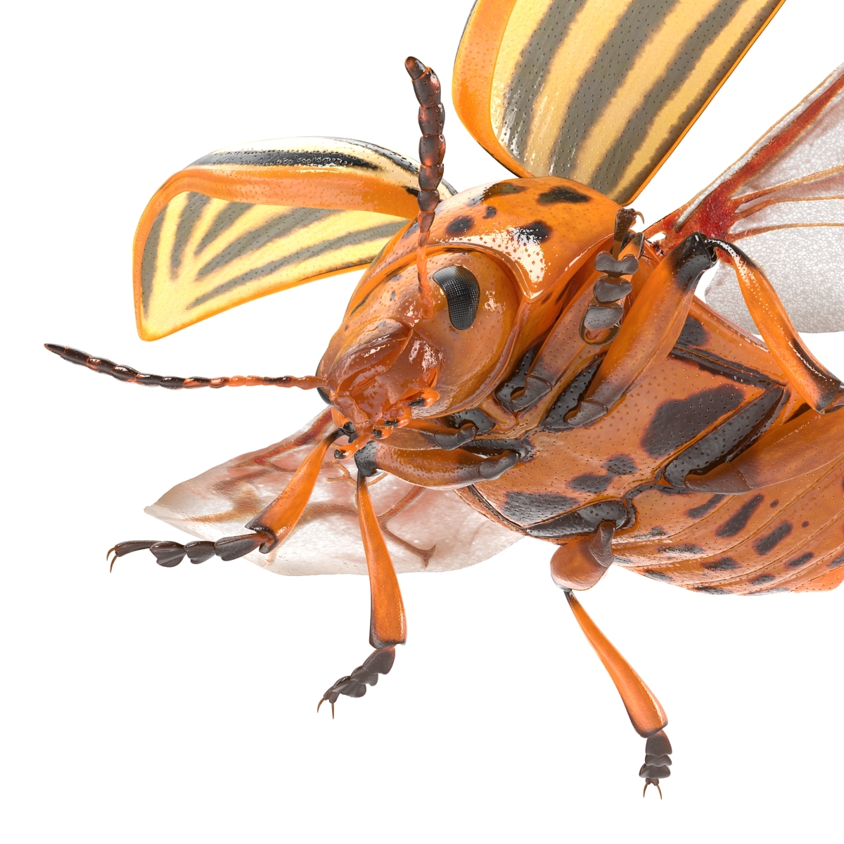 max colorado potato beetle 2