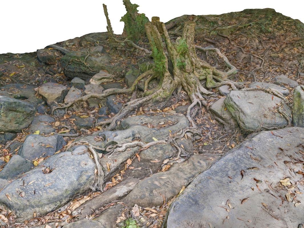 jungle rock ground 16k 3d max