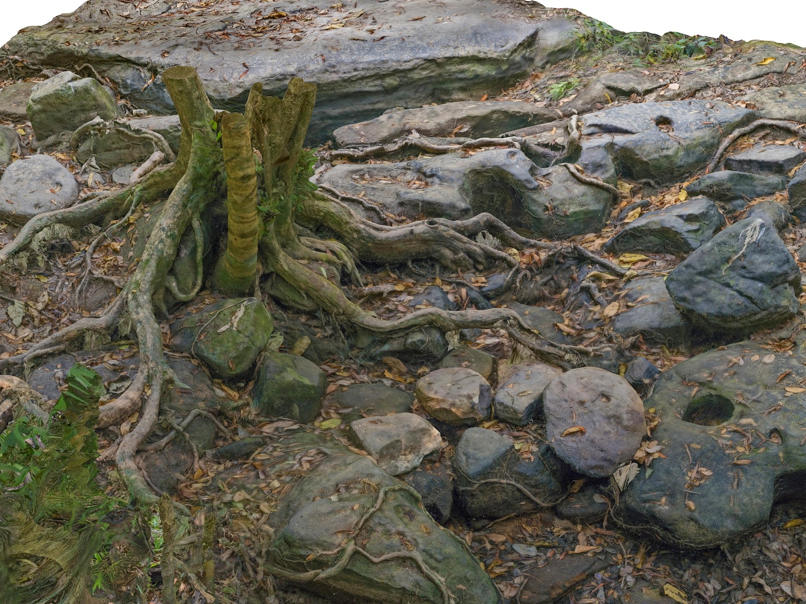 jungle rock ground 16k 3d max