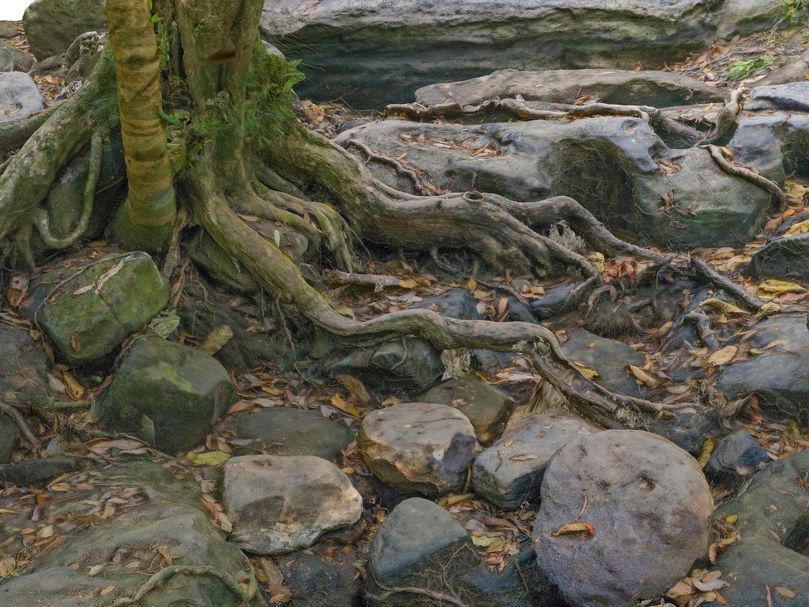 jungle rock ground 16k 3d max