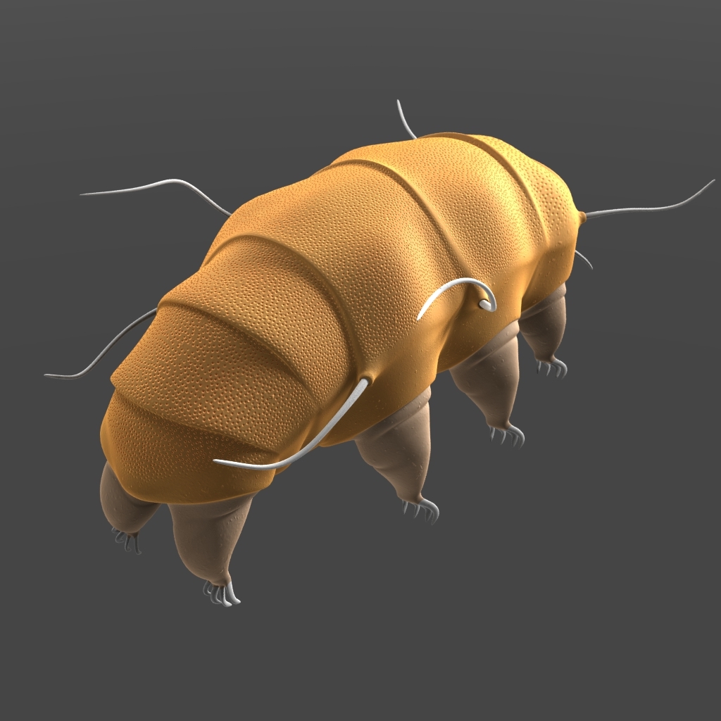 3d model tardigrade mopsechiniscus franciscae