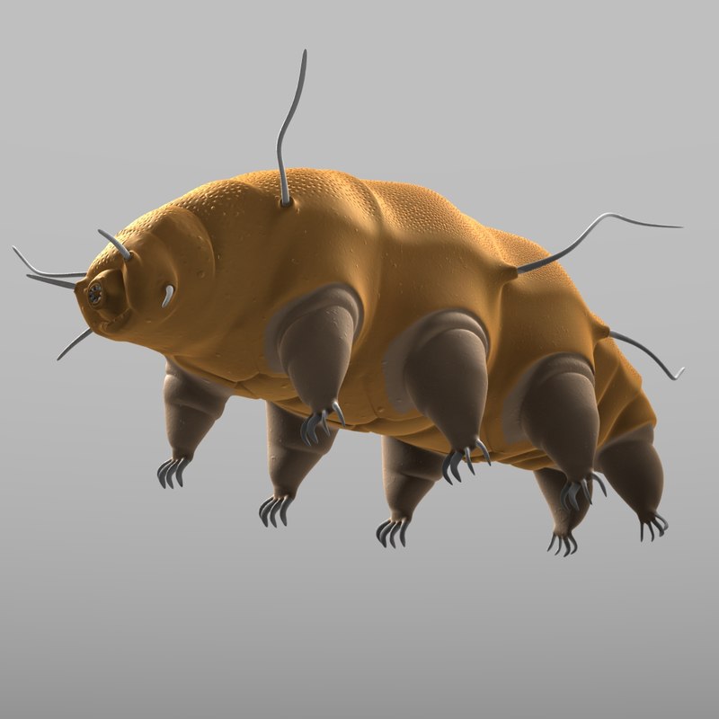 3d model tardigrade mopsechiniscus franciscae