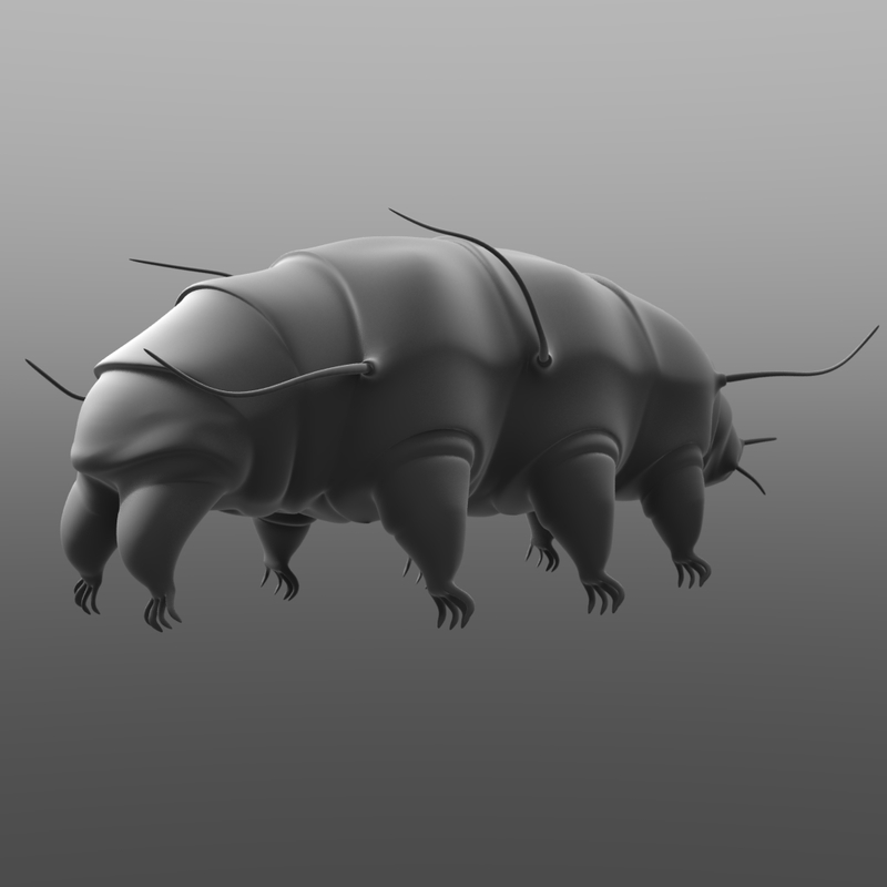 3d model tardigrade mopsechiniscus franciscae