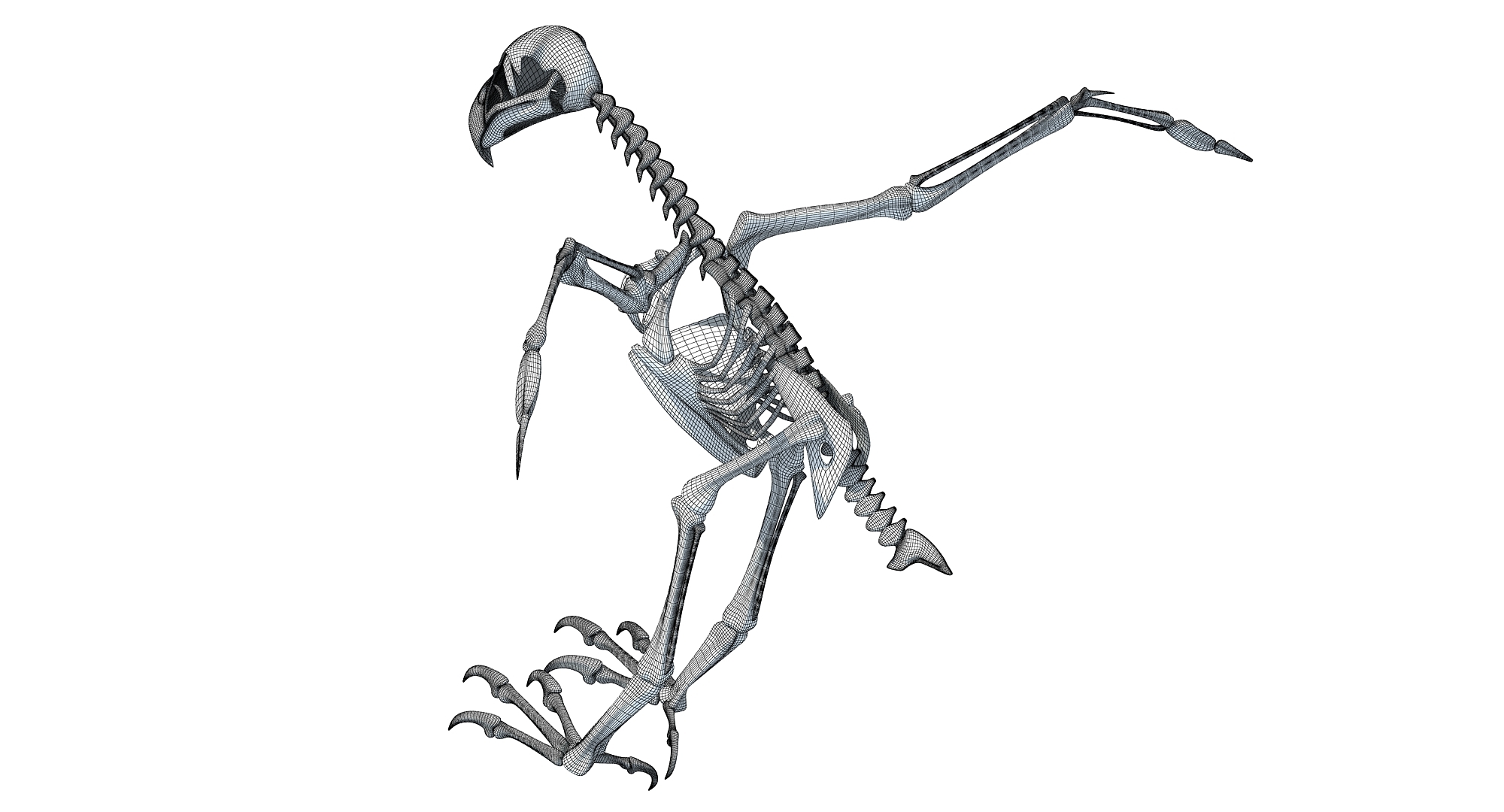 max bald eagle skeleton