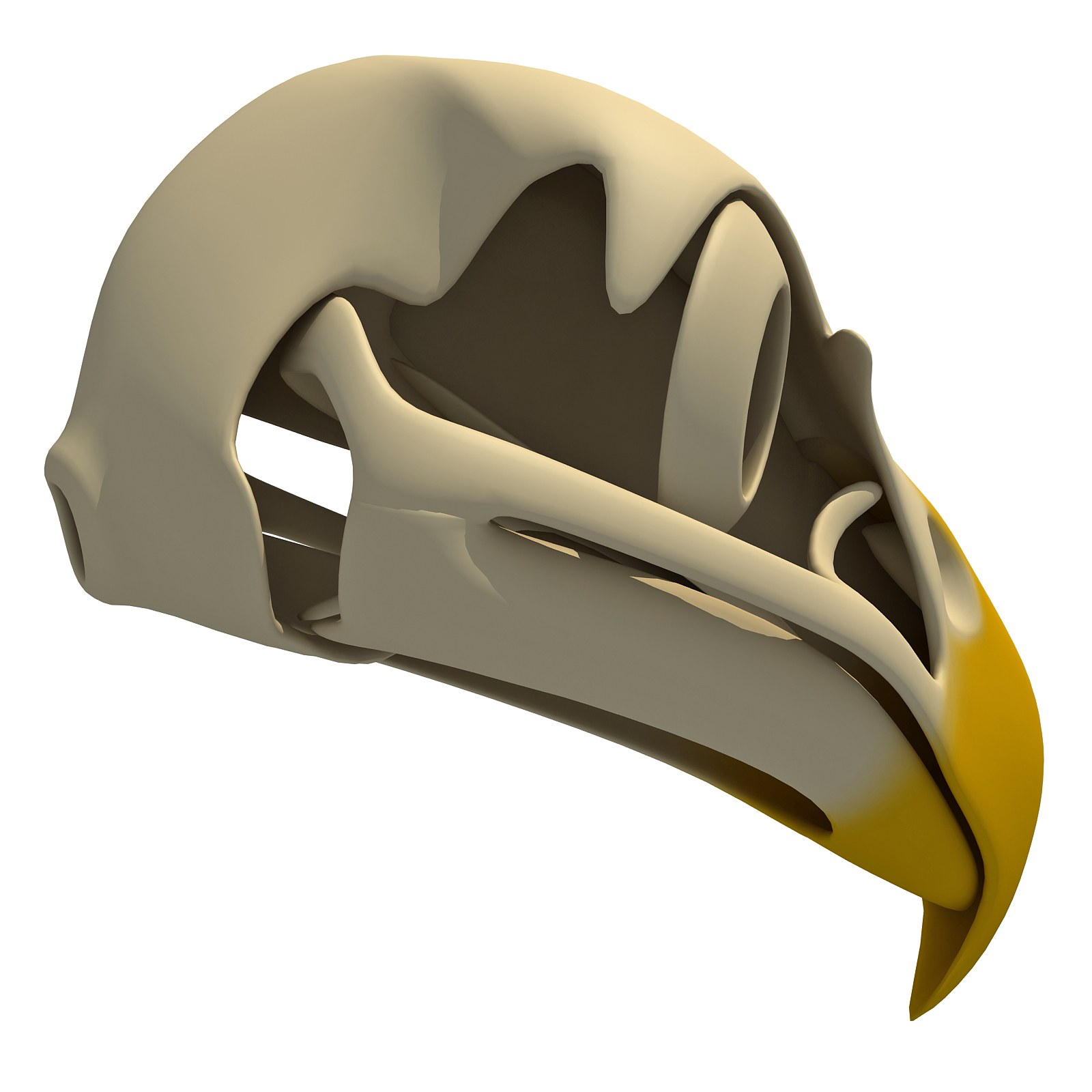 3d model bald eagle skull skeleton