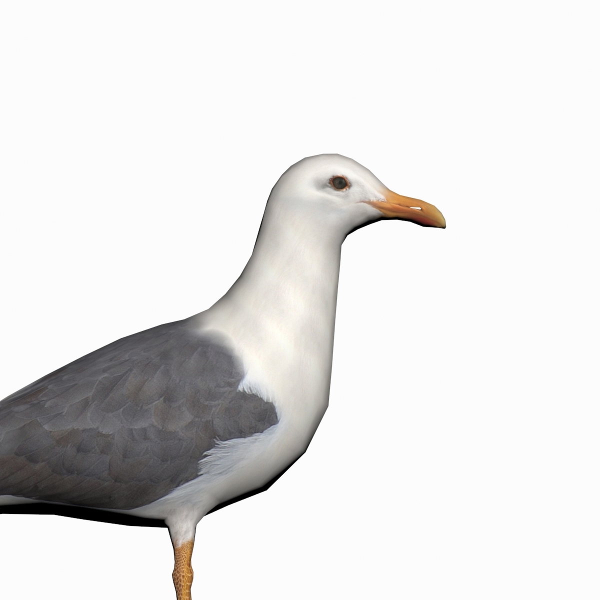 3d seagull realtime model