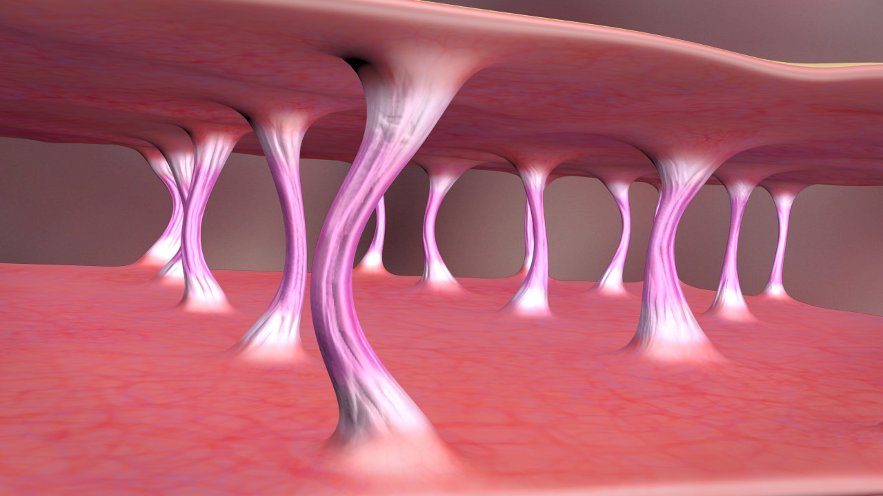 3d collagen skin animation
