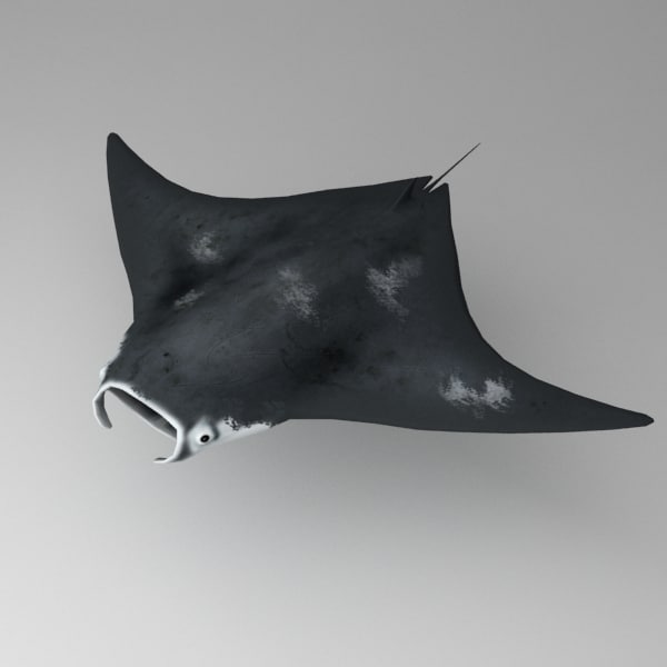 rigged manta animation 3d max