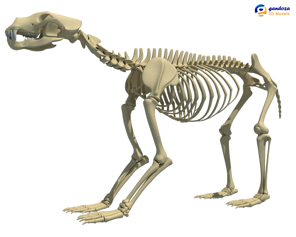 max bear skeleton animal