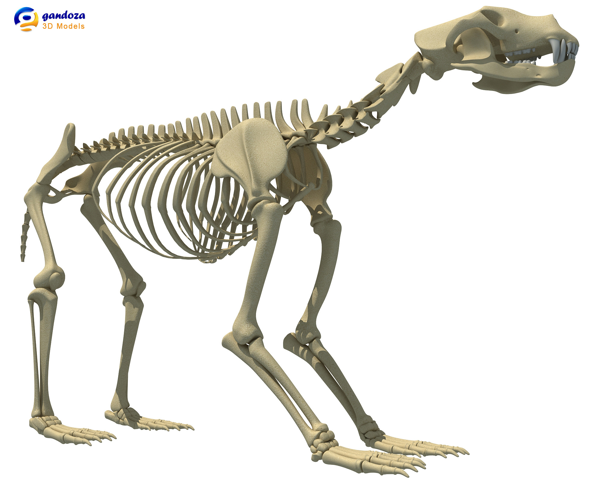 max bear skeleton animal