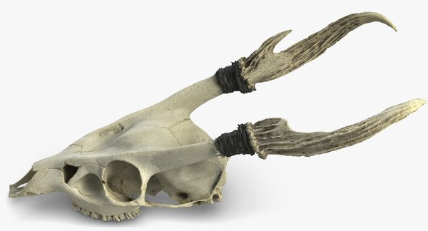 max deer skull raw scan
