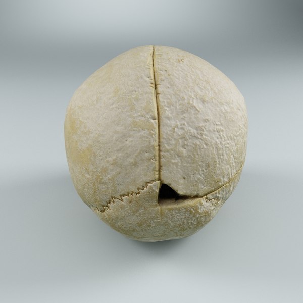 3d human skull scan