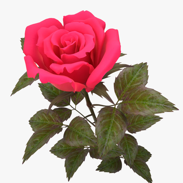 3d rose pink model