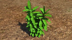 3D Tulsi Models | TurboSquid