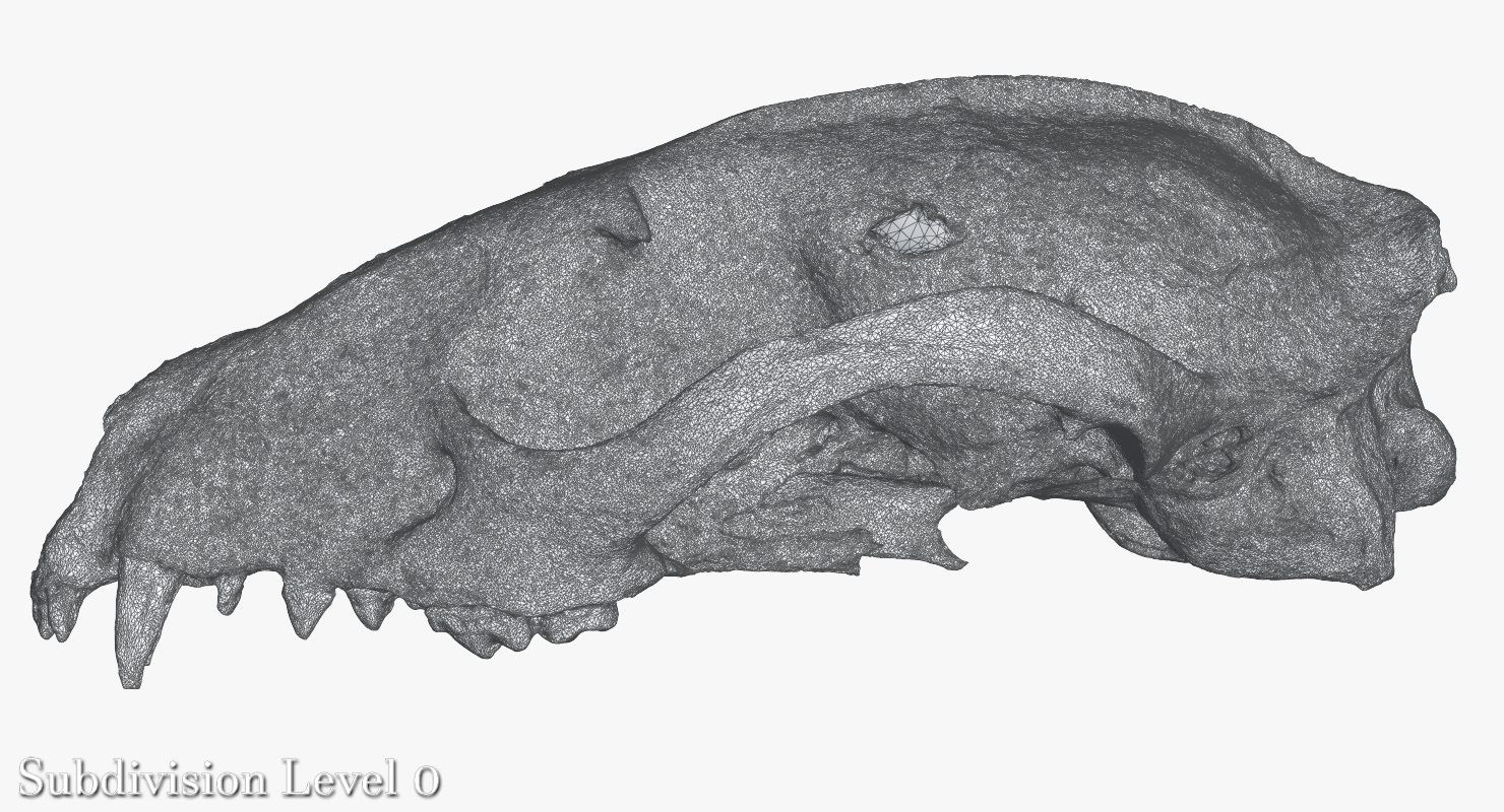 asian palm civet luwak max