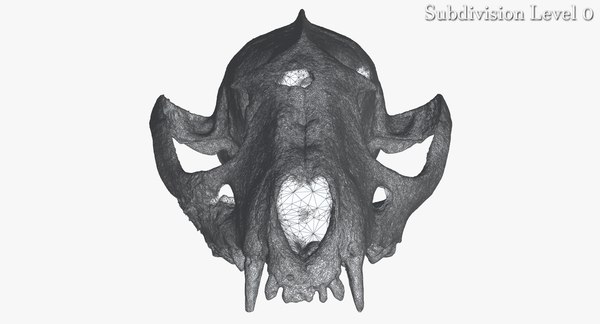 asian palm civet luwak max