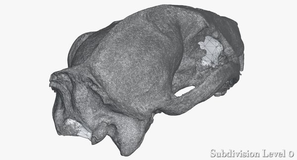 asian palm civet luwak max