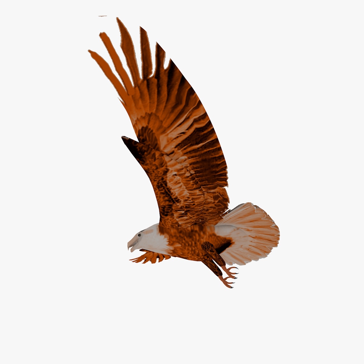 c4d flying golden eagle animation