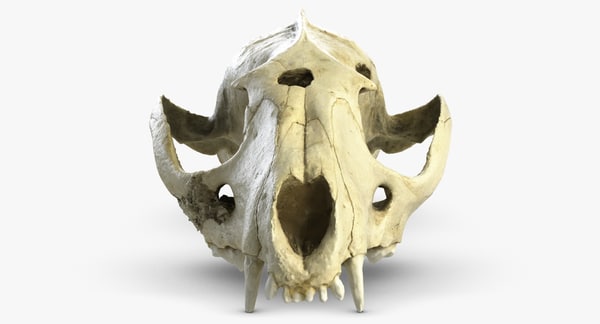 asian palm civet luwak max