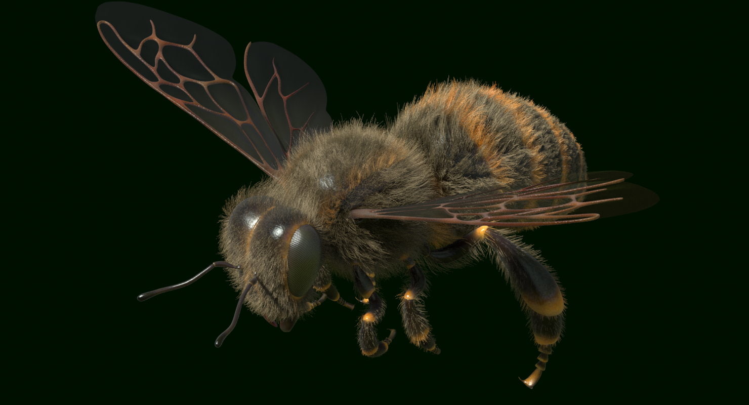 bee fur shave ma