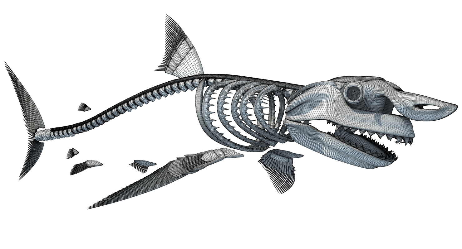 3d great white shark skeleton animal
