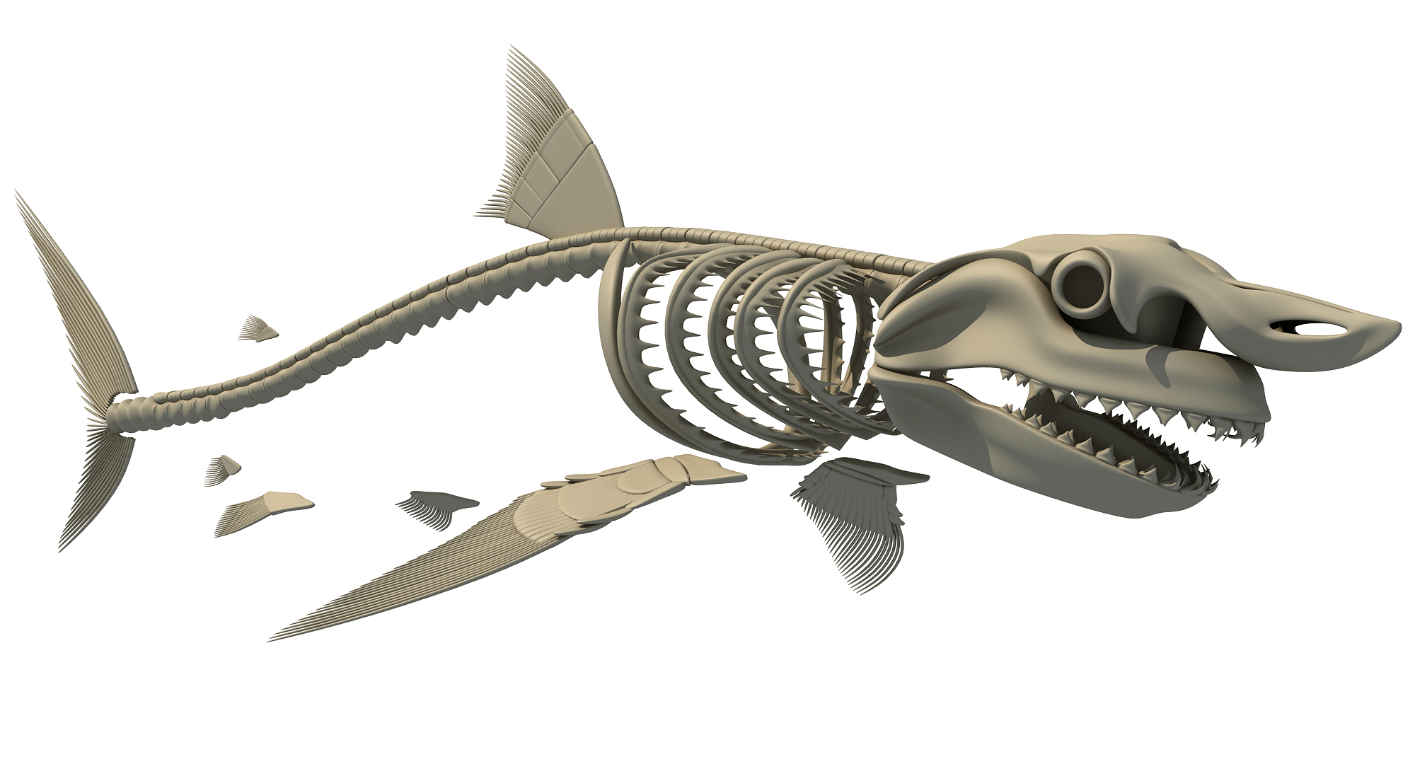 3d great white shark skeleton animal