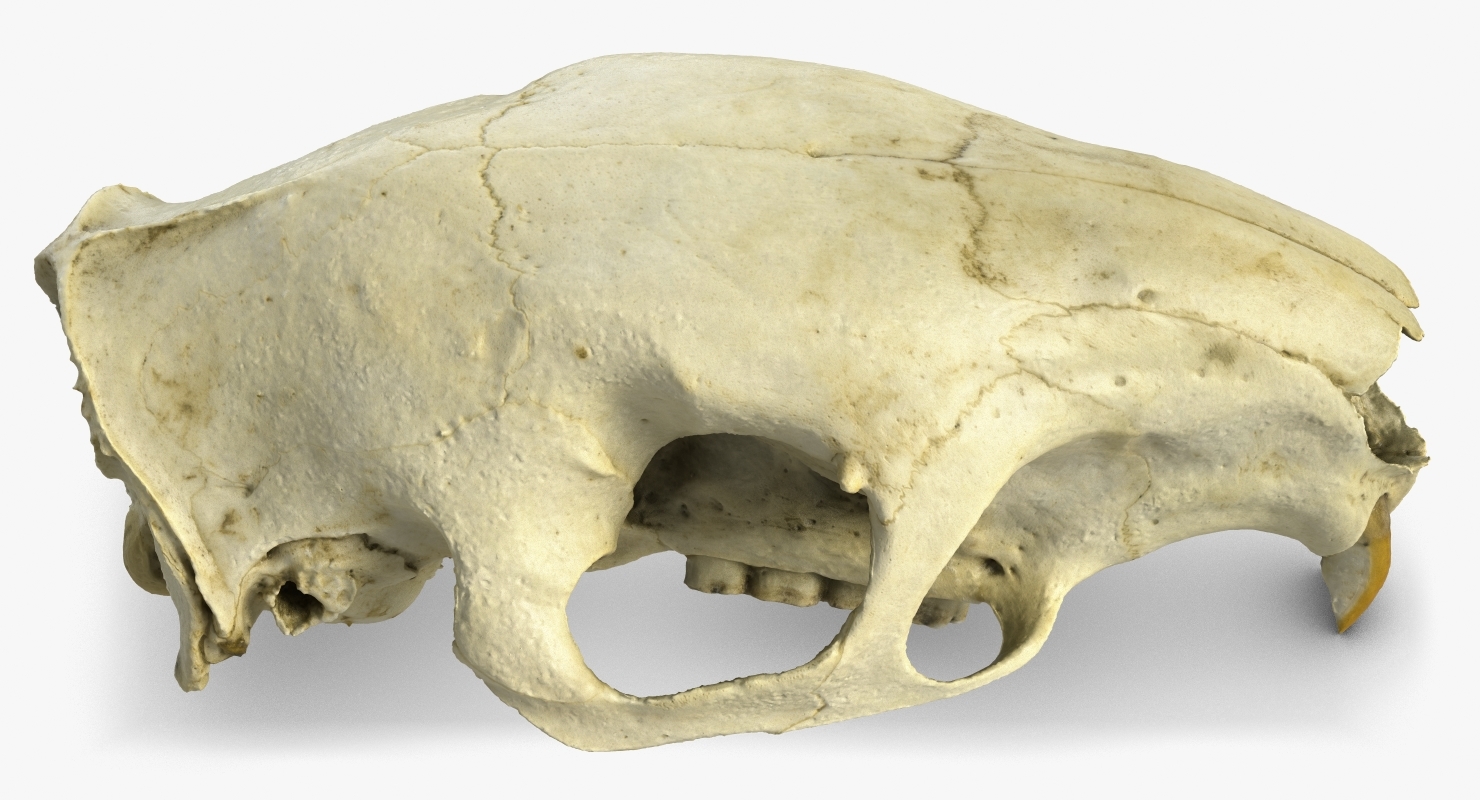 big rat skull raw 3d max