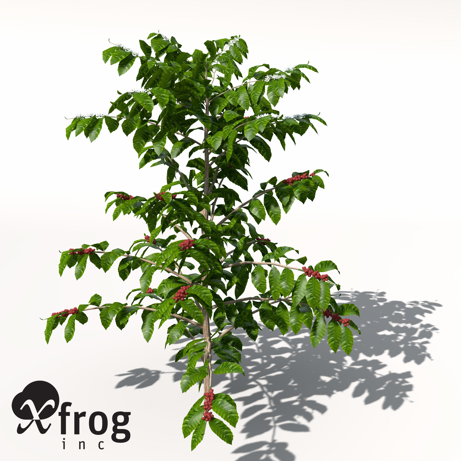 coffee coffea arabica 3d model