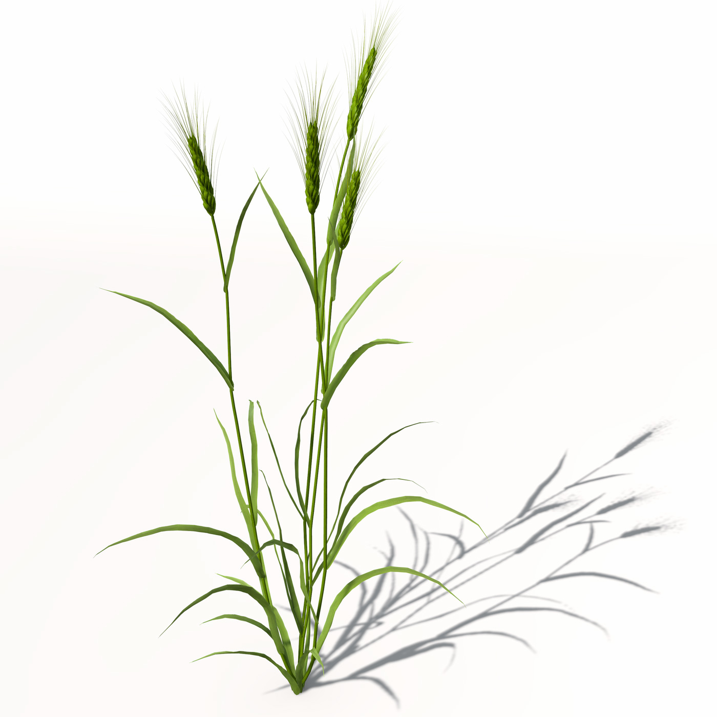 barley hordeum vulgare 3d model