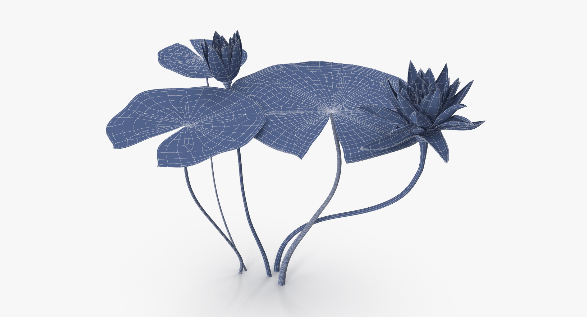 3d model water lily 04