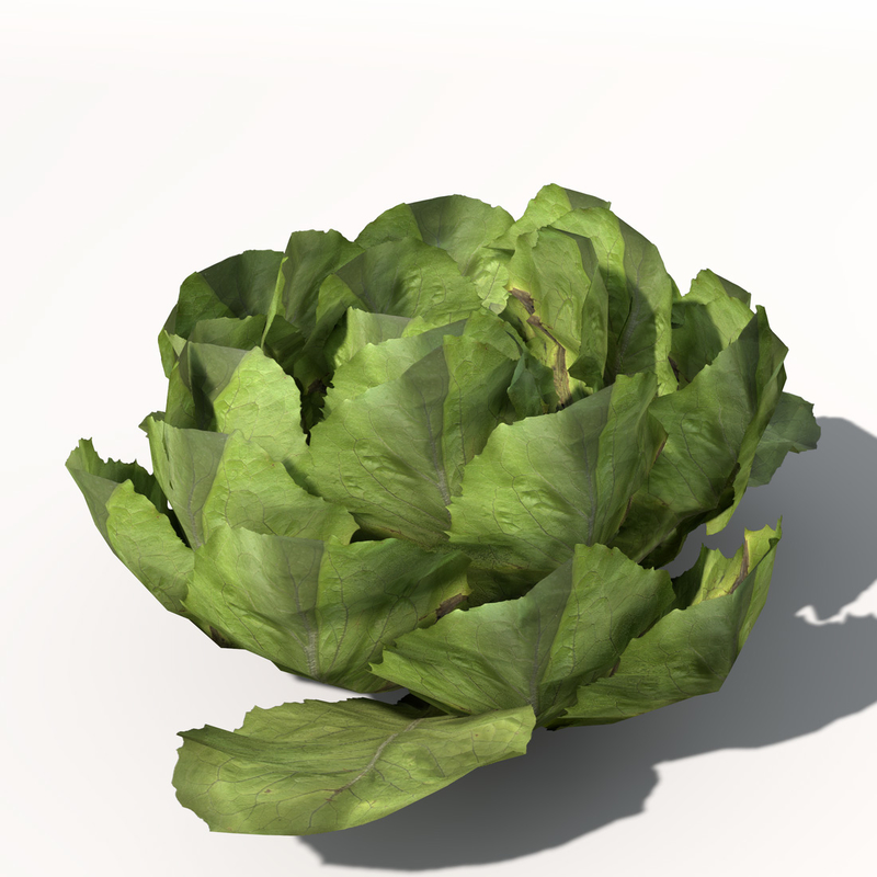 xfrogplants lettuce plant 3d model
