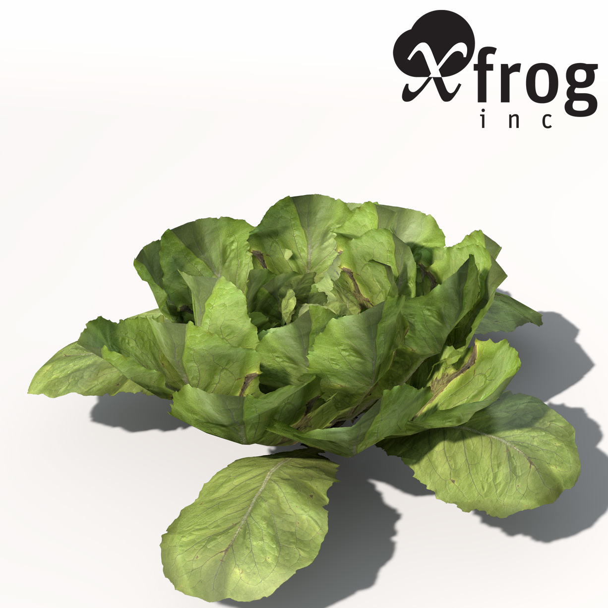 xfrogplants lettuce plant 3d model