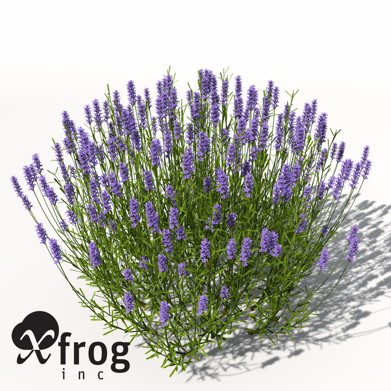 lavender plant flowers 3d model