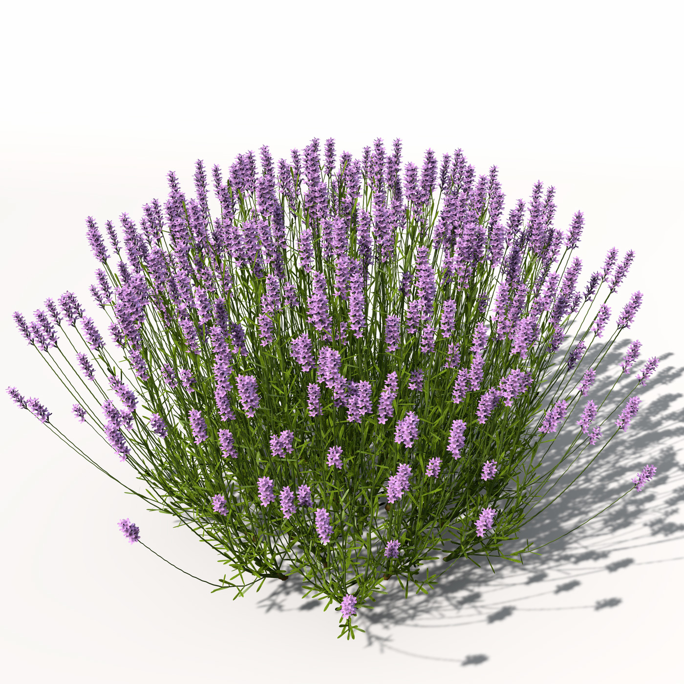 lavender plant flowers 3d model