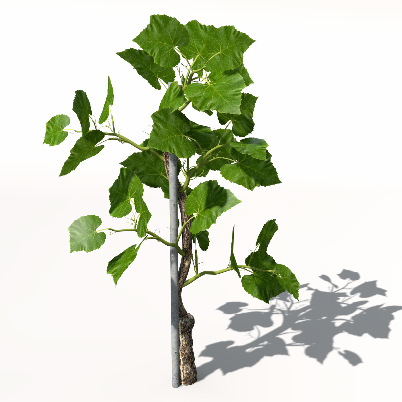 grape vine plant fruit 3d model