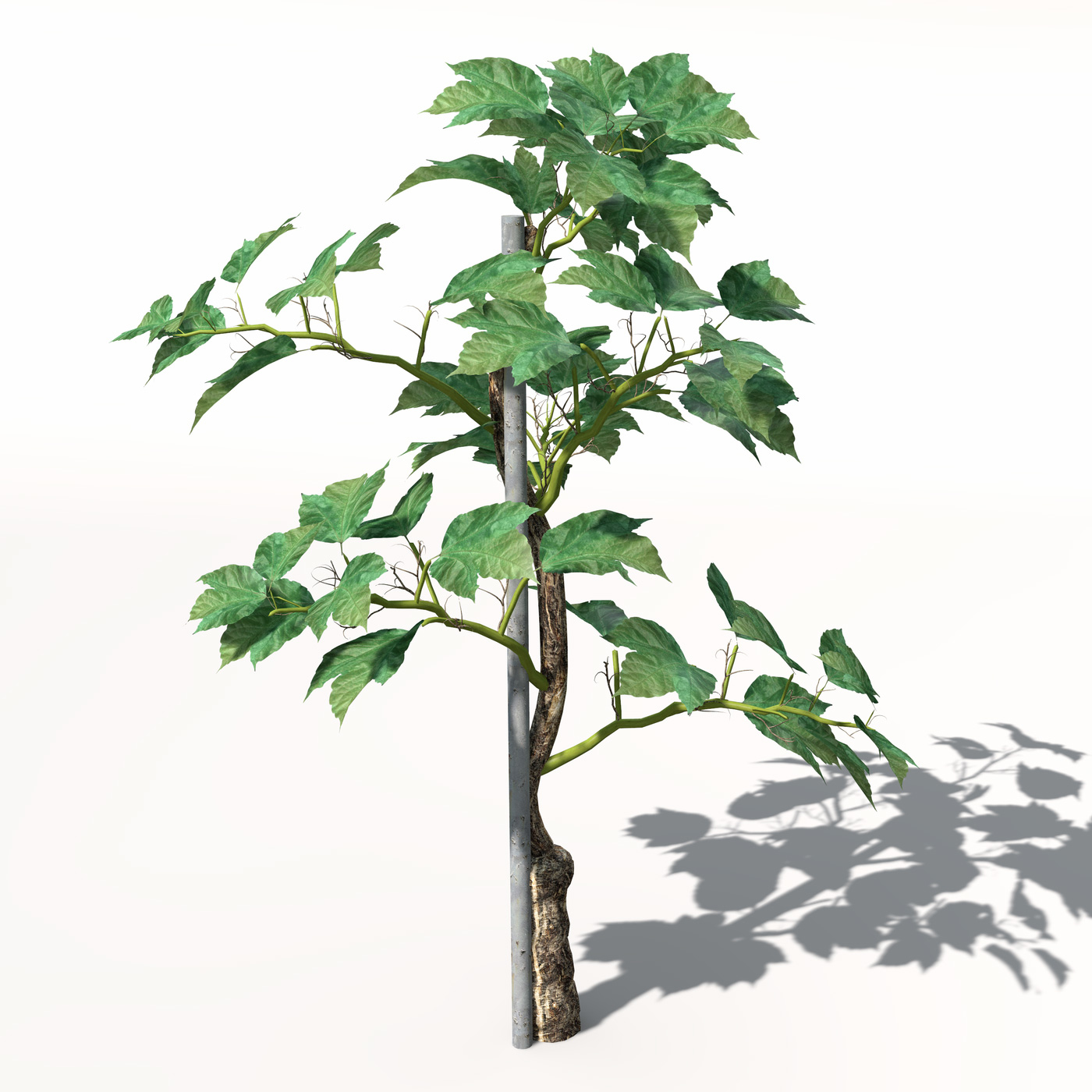 grape vine plant fruit 3d model