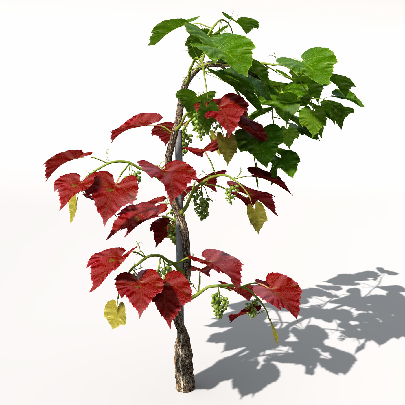 grape vine plant fruit 3d model