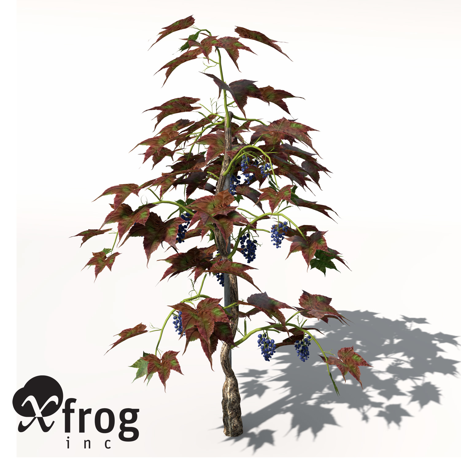 grape vine plant fruit 3d model